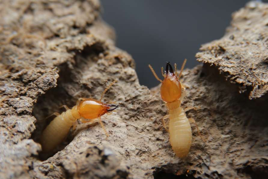 Termite Control Orange County, CA | Cura Termite and Pest Control